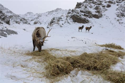Говь Гурвансайхан байгалийн цогцолбор газраас уулын туруутан амьтдад