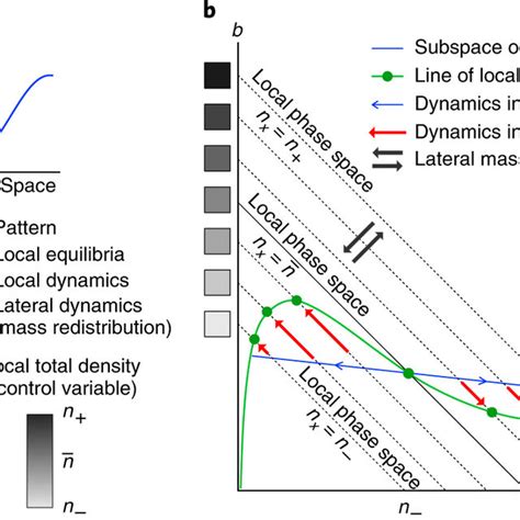 Spatial Compartmentalization Of Mass Conserving Reaction Diffusion Download Scientific Diagram