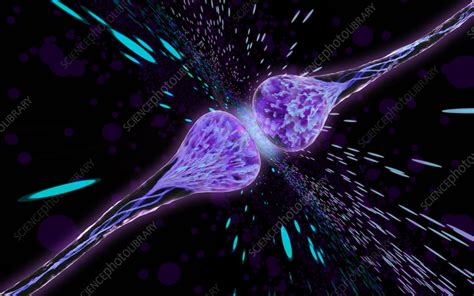 Neural Synapse Illustration Stock Image C0584230 Science Photo