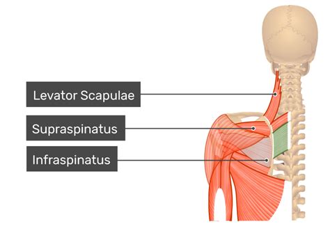 Rhomboid Major And Minor Origin And Insertion