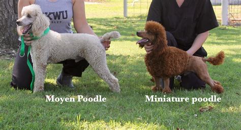 Moyen Poodle Vs Standard Poodle Pmgtk