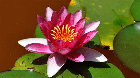 꽃 클로즈업 올드 홍콩 작동 확인 5 1920x1080 배경 화면 다운로드 꽃 클로즈업 올드 홍콩 작동 확인 사진 배경 화면 V3 벽지 역