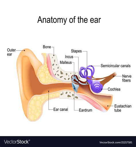 Ear Anatomy Royalty Free Vector Image Vectorstock