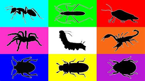 Insect Caterpillar Ant Red Flour Beetle Paddy Bug Bush Cricket