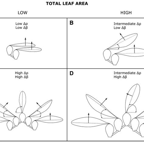 Schematic Representation Of Intra Individual Variation In Leaf Position Download Scientific