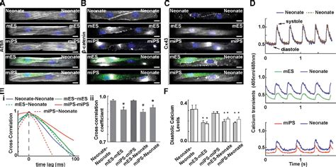 [pdf] Coupling Primary And Stem Cell Derived Cardiomyocytes In An In Vitro Model Of Cardiac Cell