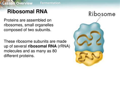 Lesson Overview 131 Rna Objectives Contrast Rna And Dna Ppt Download