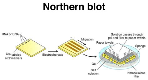 Northern Blot Mmg 233 2014 Genetics And Genomics Wiki Fandom Powered