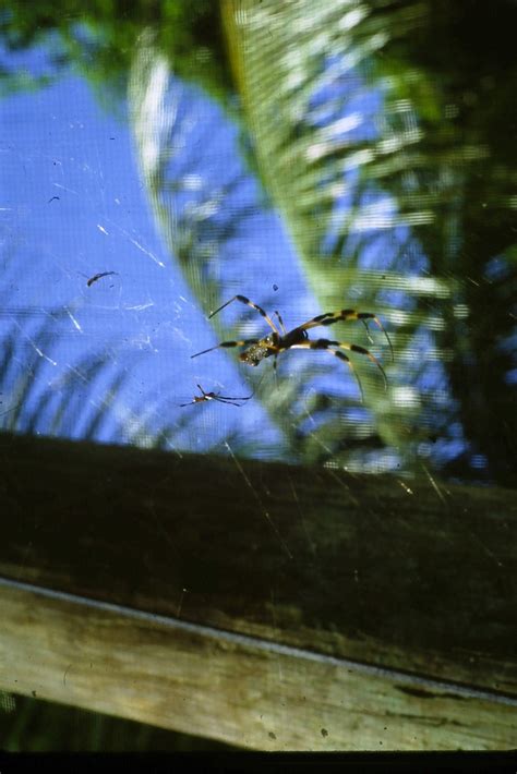 Dsc00069 2 Rongorongo Flickr