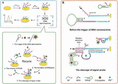 The Principle Of Drab Based Electrochemical Biosensor A Modification