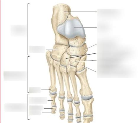 Anatomy Skeletal Tarsus Superior Diagram Quizlet