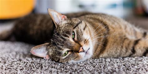 Waggel Blog The Purrfect Guide To Understanding Cat Eye Problems