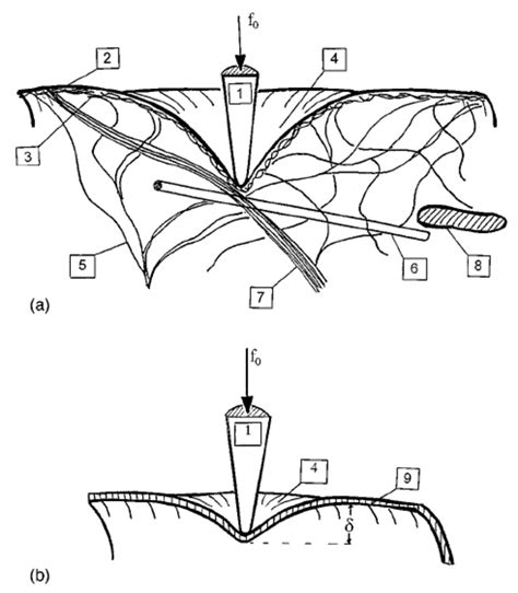 Schematic View Of Action Of Atomic Force Microscope Cantilever On The Download Scientific