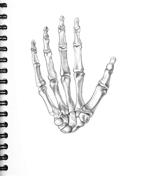 Рука скелета рисунок на руке человека - фото и картинки abrakadabra.fun