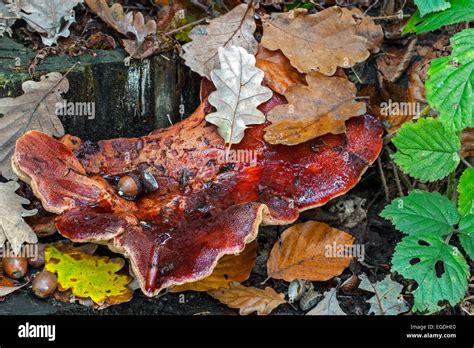 Beefsteak Fungus Beefsteak Polypore Ox Tongue Fistulina Hepatica