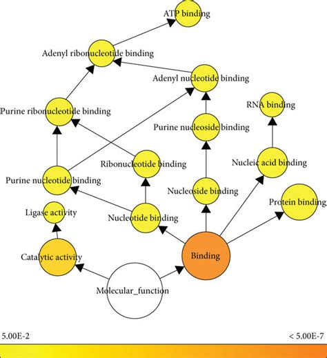 molecular functions according to go pathways associated with deps and