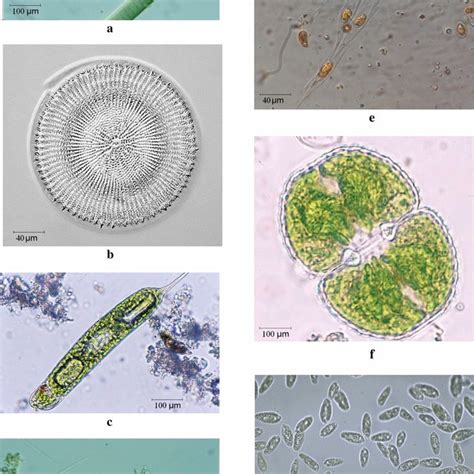 Microscopic Organisms Used In This Study A Cyanobacteria B Diatoms C