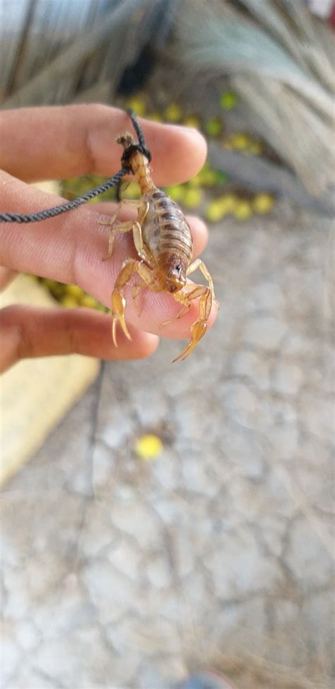 100개 이상 무료 전갈 및 곤충 사진 Pixabay