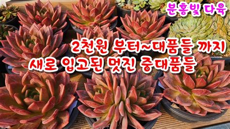 108판매영상 새로 입고된 멋진 중대품들 2천원부터 대품들까지 Youtube