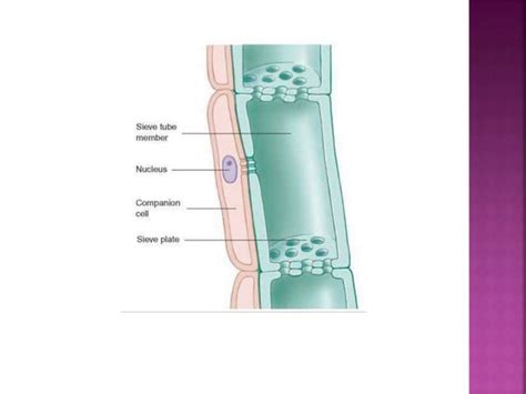 Basic Information About Phloem Structure Pptx