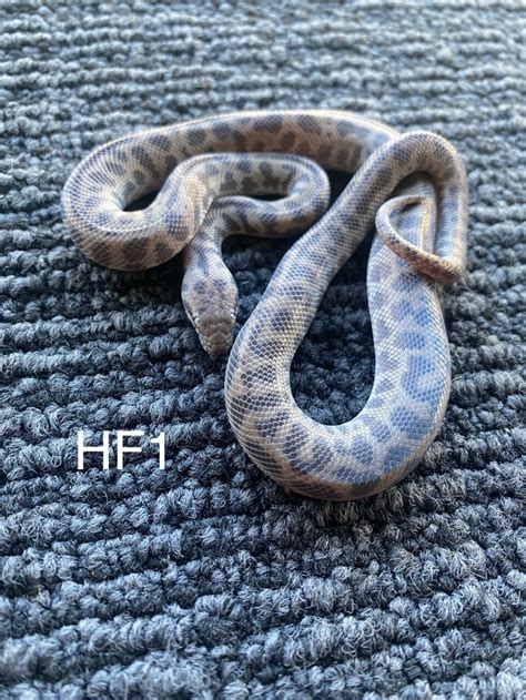 100 Het Albino Spotted Python Au Reptile Classifieds