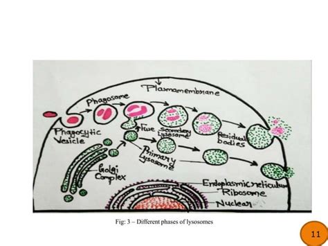 Lysosome Ppt Pptx Structure And Function Pptx Digestive Disorders