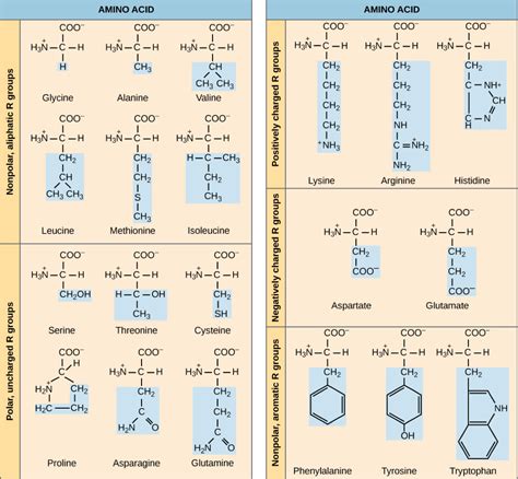 Simple Protein Structure Diagram