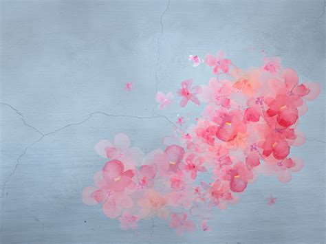 무료 이미지 배경 꽃들 조직 그림 담홍색 지독한 아름다운 푸른 수채화 물감 시각 예술 꽃잎 삽화 미술 4000x3000 Maripix