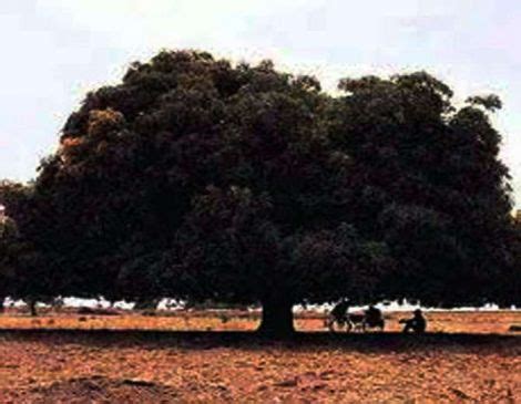 रक्त ने धरती की लाल इस पेड़ से निकला खून काले हो गए ये आम History Of