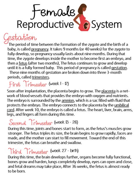 Female Reproductive System Gestation ~ Anchor Chart Jungle Academy