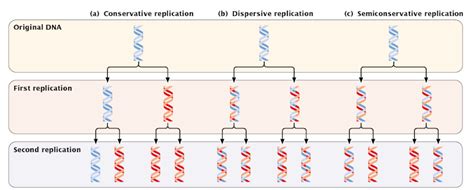 Dna Replication Conservative Semi Conservative And Dispersive Methods
