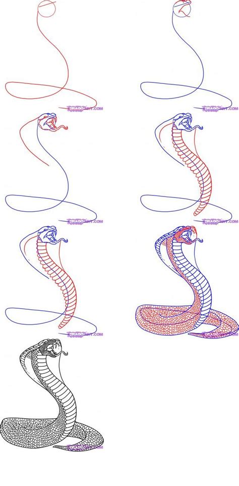 How To Draw A Cobra Design Talk