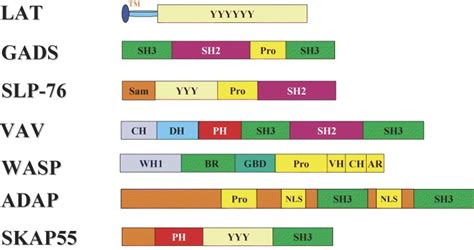Adaptor Molecules And Their Functional Domains Adaptors Or Molecular
