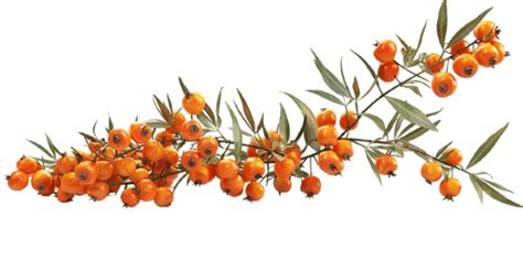 바다 갈매 나무속 베리 Png 일러스트 이미지 및 Psd 파일 Pngtree에 무료 다운로드