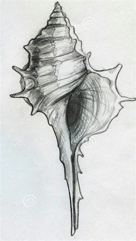 Sea Shell Pencil Art Drawings Art Sketchbook Shell Drawing