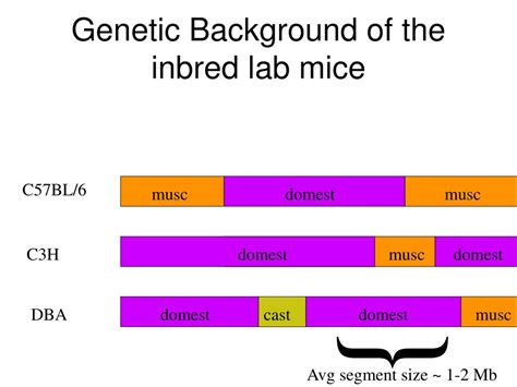 PPT Accelerating Positional Cloning In Mice Using Ancestral Haplotype Patterns PowerPoint