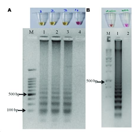 Optimization And Validation Of Lamp Assay Yellow Color Indicated A Download Scientific Diagram