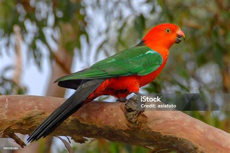 남자 킹 앵무새 Alisterus Scapularis 나무 점 뉴 사우스 웨일스 호주에 자리 잡고 0명에 대한 스톡 사진 및 기타 이미지 Istock