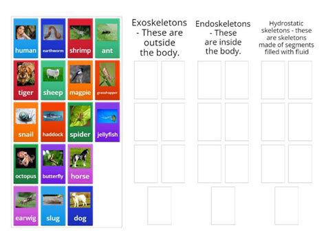 Exoskeleton Endoskeleton Or Hydrostatic Skeleton Group Sort