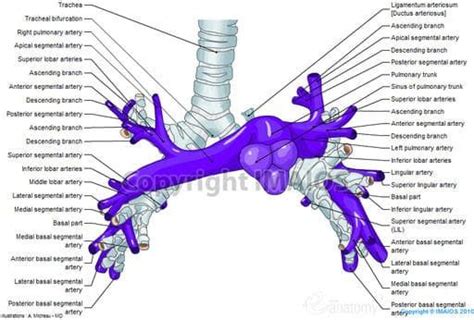 Pulmonary Arteries Pulmonary Trunk Right Pulmonary Artery Left