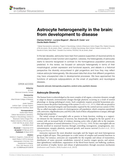 Pdf Astrocyte Heterogeneity In The Brain From Development To Disease