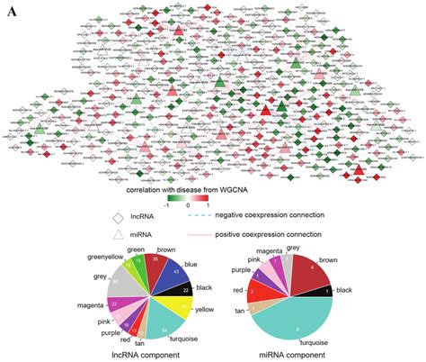 Interaction Networks A Lncrna Mirna Interaction Network Triangle Download Scientific