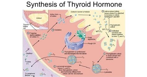 Synthesis Of Thyroid Hormone
