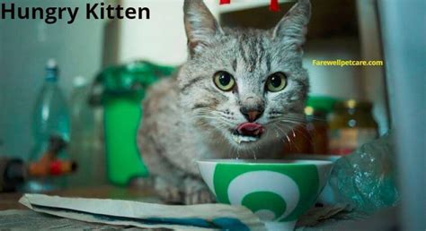 Why Is My Kitten So Hungry All The Time 5 Reasons And What To Do Farewell Pet Care