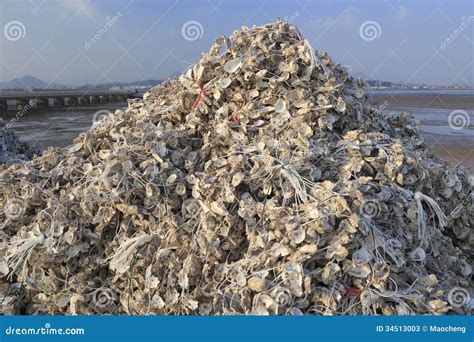 Oyster Shells Stock Image Image Of Delicacy Rest Medicine 34513003