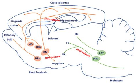 Cholinergic Signaling And Epilepsy Encyclopedia Mdpi