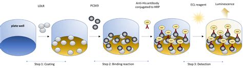 Pcsk9 His Ldlr Binding Assay Kit Ldlr Pcsk9 78813