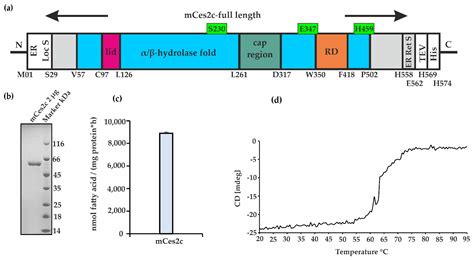 Ijms Free Full Text The Crystal Structure Of Mouse Ces2c A Potential Ortholog Of Human Ces2