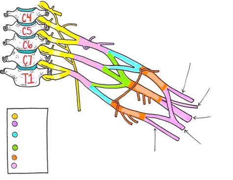 Brachial Plexus Diagram Quizlet