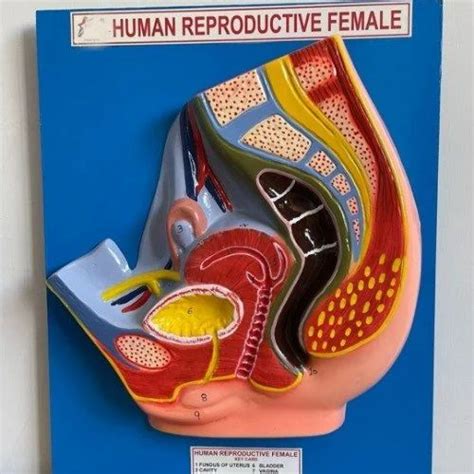 Human Reproduction Female Human Reproductive System Complementary